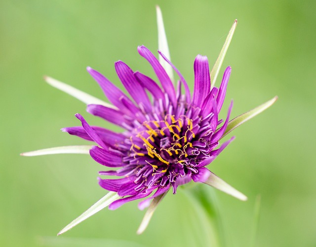 Salsifis Fleur Sauvage Mauve - Photo gratuite sur Pixabay - Pixabay