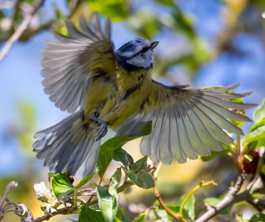 Flying Blue Tit Small - Free photo on Pixabay - Pixabay