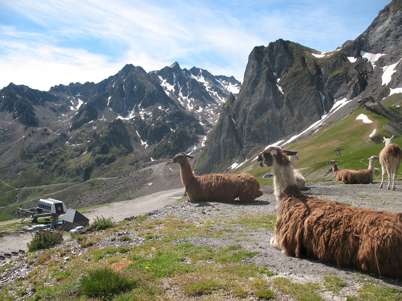 Llama Sheep Camel Animal - Free photo on Pixabay - Pixabay