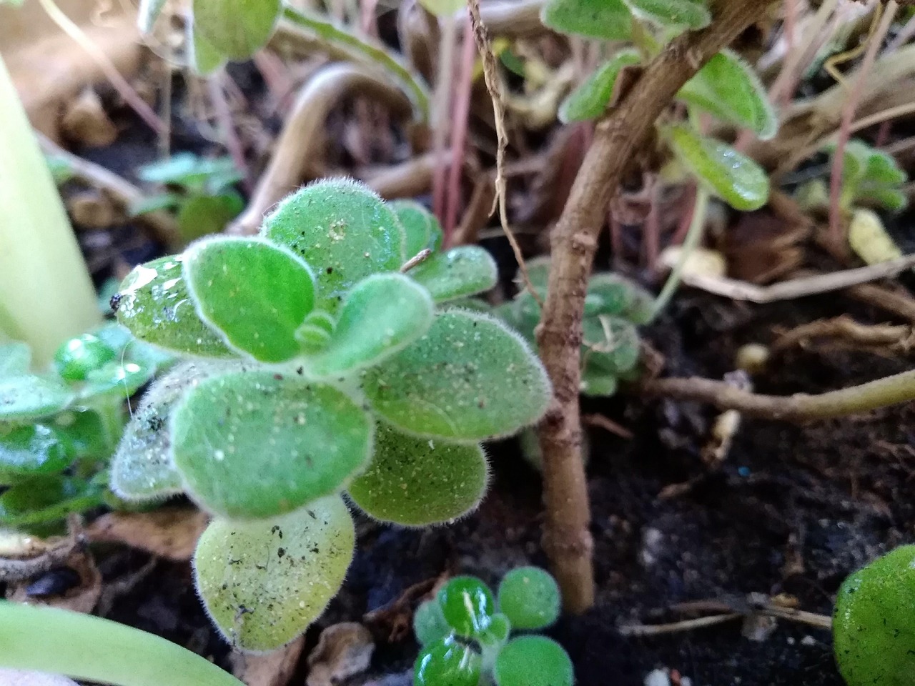 Plectranthus Oloroso Plant Dew - Free photo on Pixabay - Pixabay