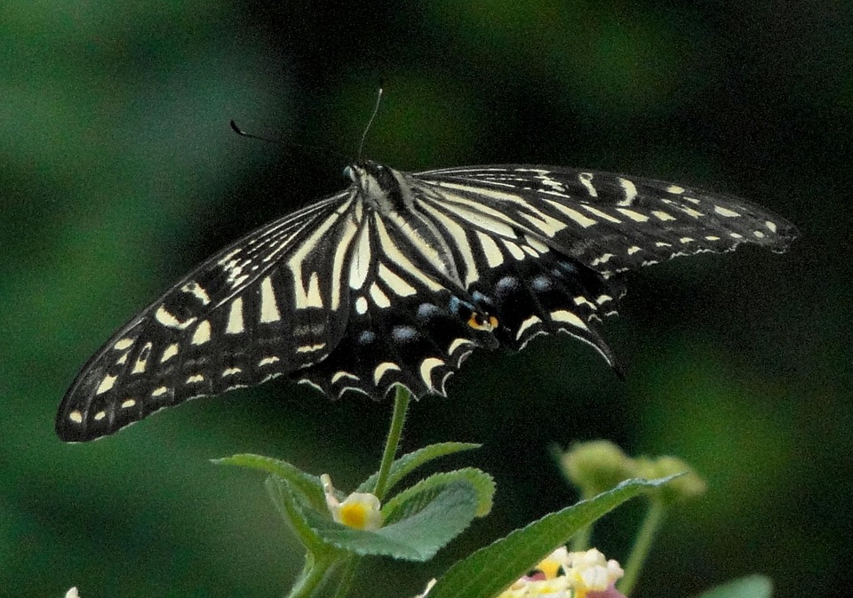 Papilio - Kostenloses Foto auf Pixabay - Pixabay