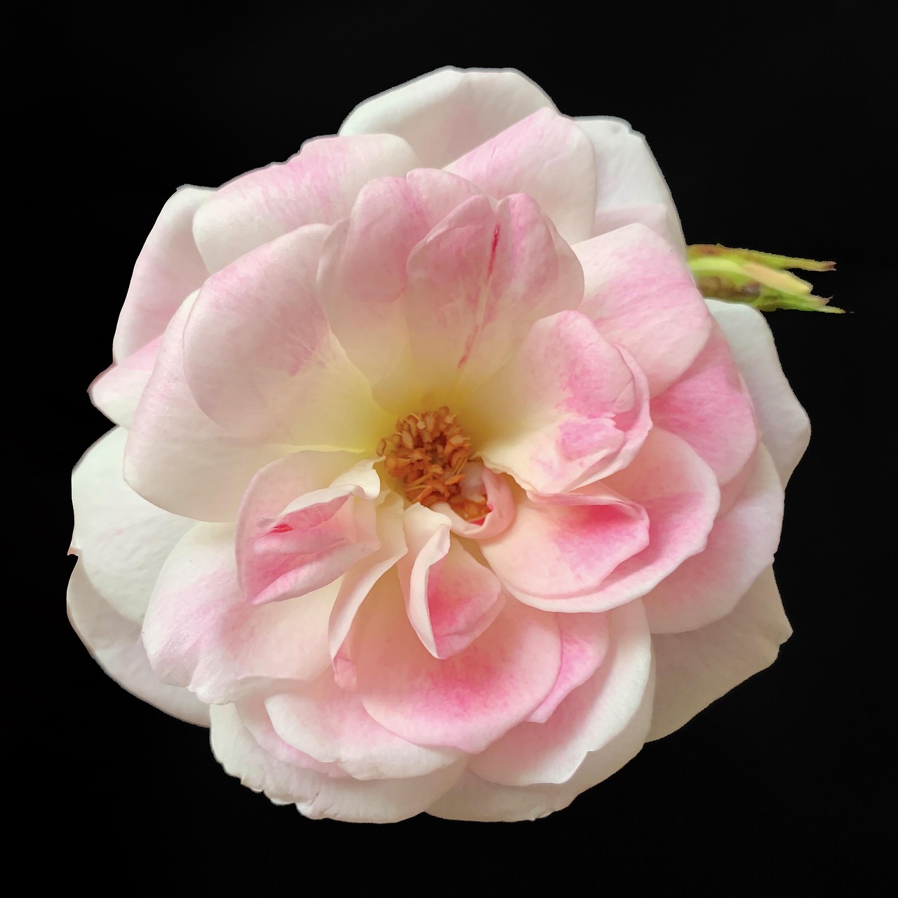 30+ Free Briar Rose & Briar Images - Pixabay
