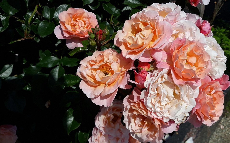 Roses Blossoms June Rose - Free photo on Pixabay - Pixabay