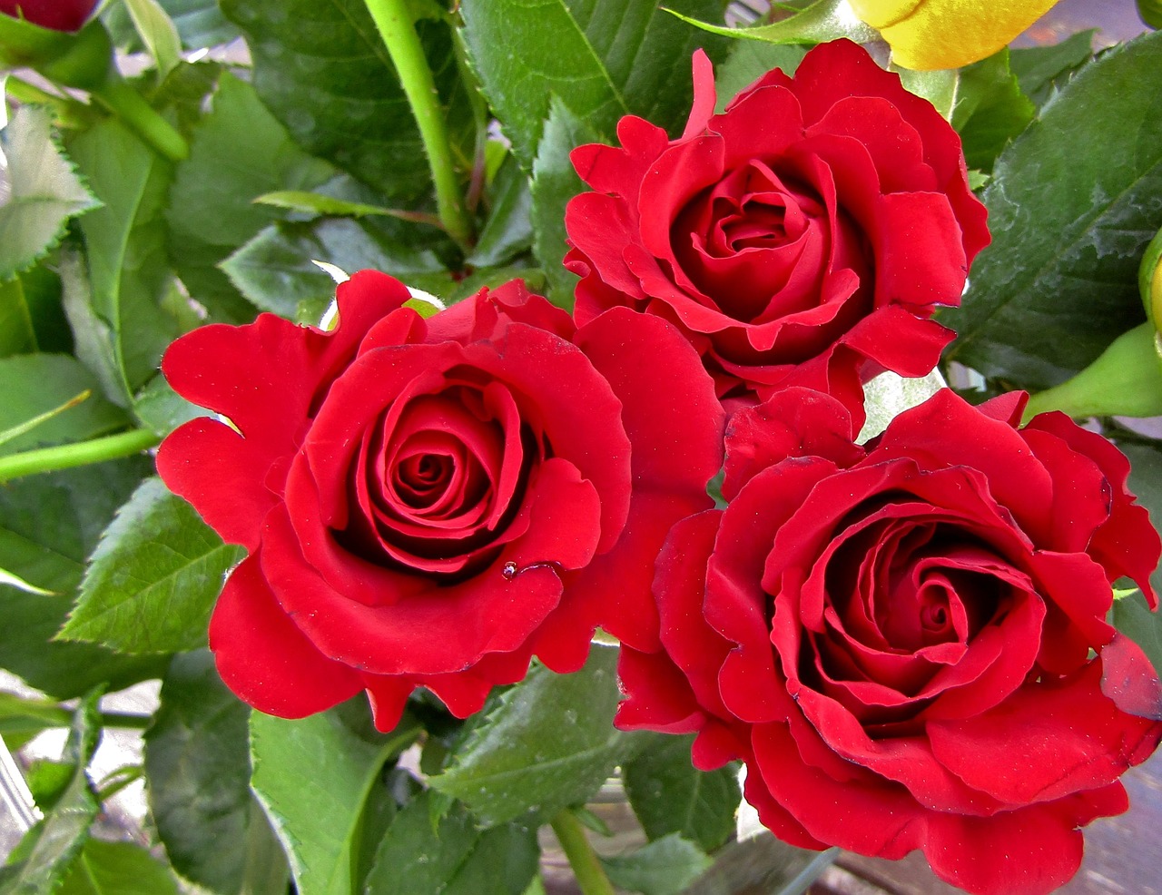 Mawar Merah Bunga - Foto gratis di Pixabay - Pixabay