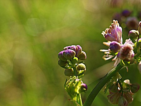 30+ Free Gun-Flower & Vietnam Images - Pixabay