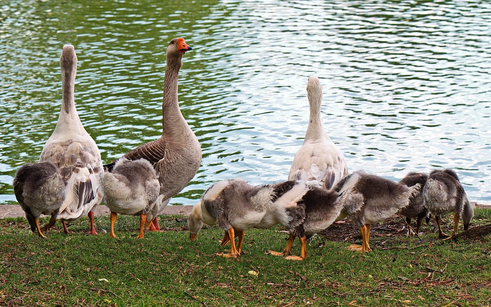 Goose Chicken Birds - Free photo on Pixabay - Pixabay