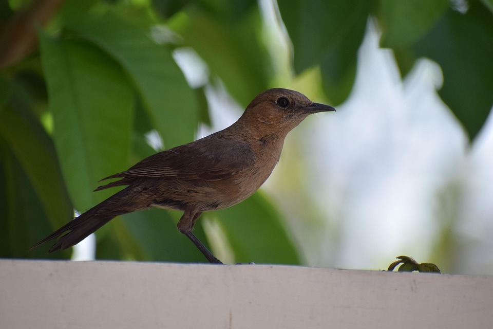Oiseau Nature Le Printemps - Photo gratuite sur Pixabay - Pixabay