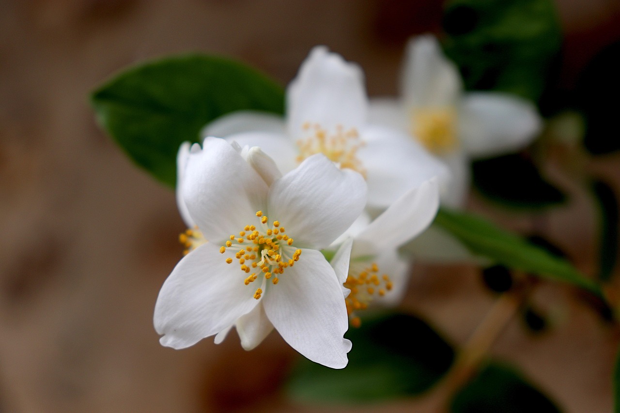 Flores Plantas Color Blanco - Foto gratis en Pixabay - Pixabay