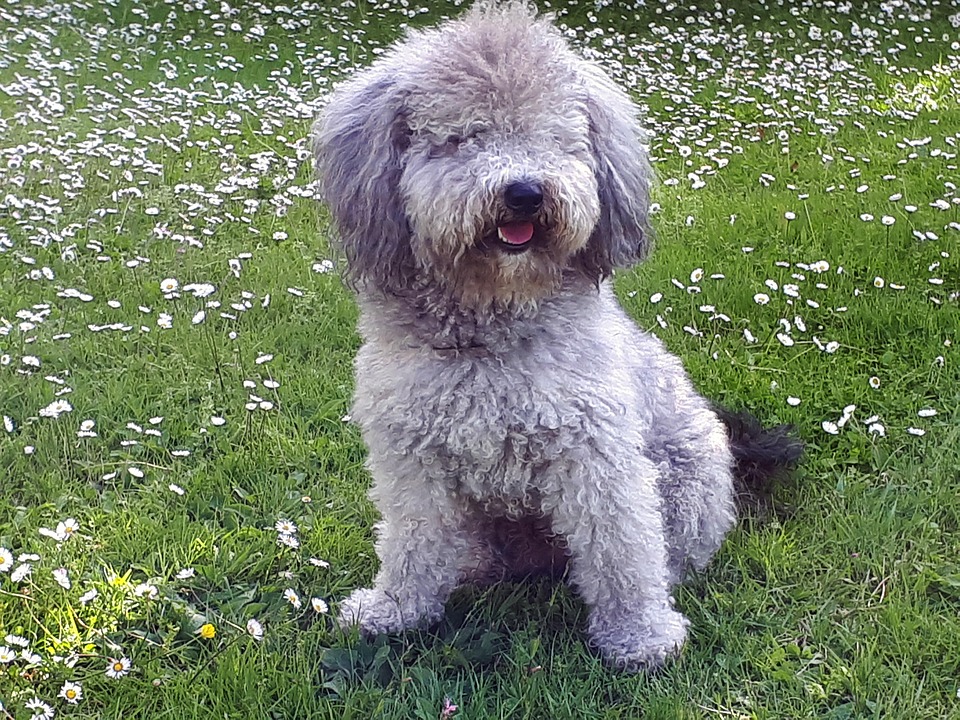 Dog Poodle - Free photo on Pixabay