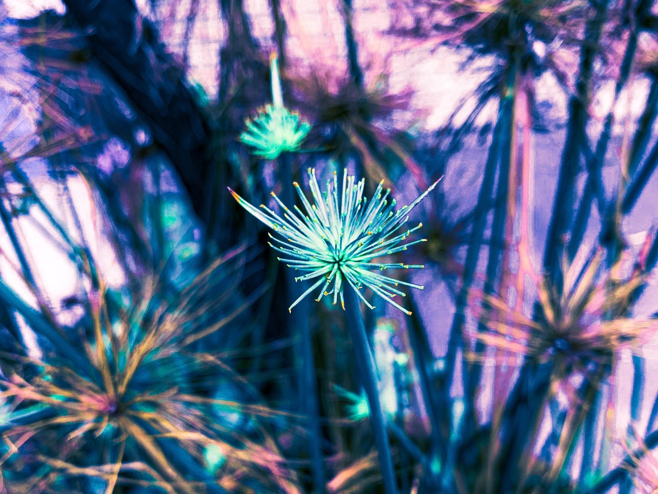 Plantes Botanique Fleur - Photo gratuite sur Pixabay - Pixabay
