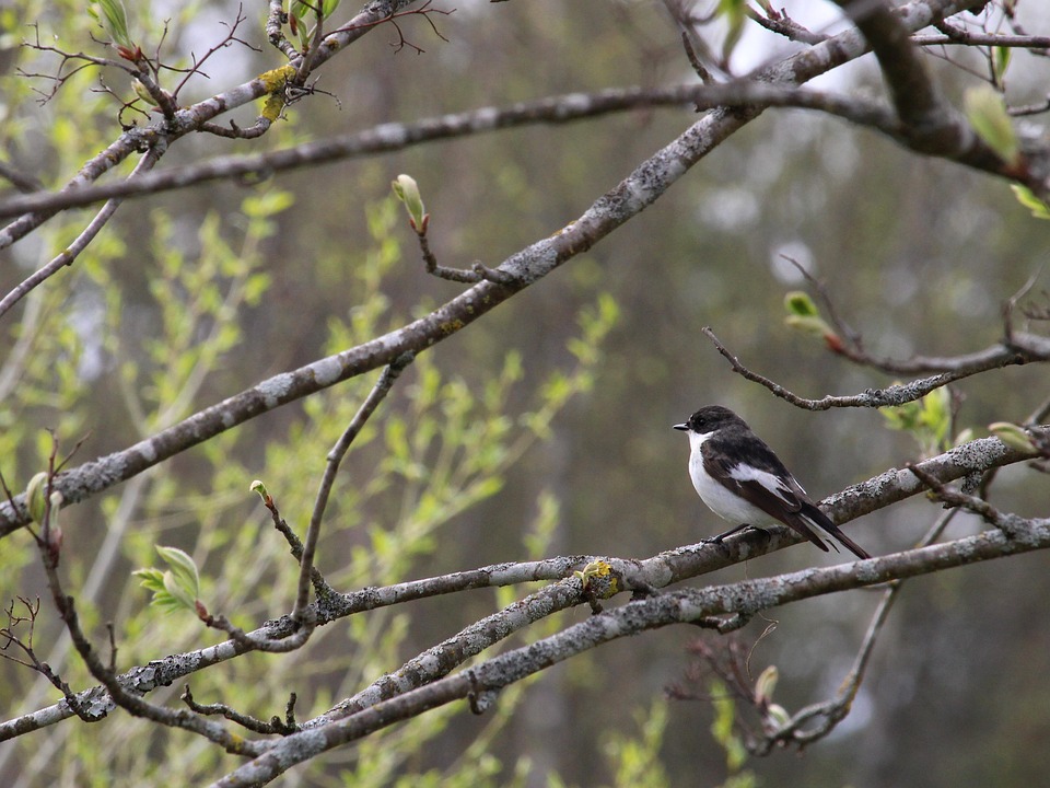 European Pied Flycatcher Bird - Free photo on Pixabay