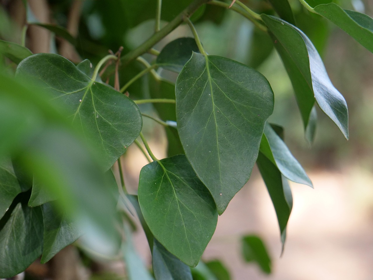 Más de 30 000 imágenes gratis de Log With Leaves y Naturaleza - Pixabay