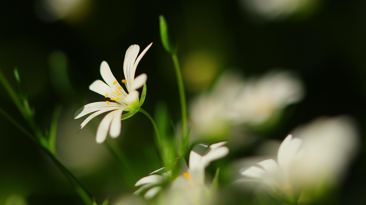 Flor De Campo Naturaleza Prado - Foto gratis en Pixabay - Pixabay