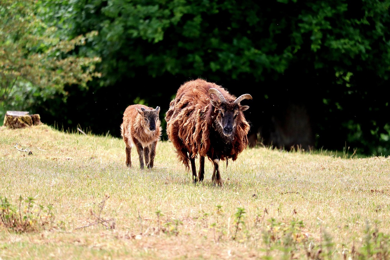 Chèvre Animal La Nature - Photo gratuite sur Pixabay - Pixabay