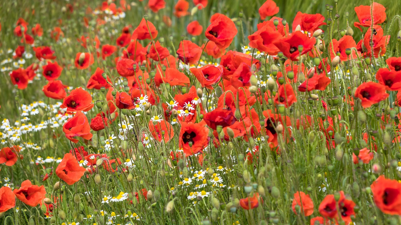 10,000+ Free Poppy & Nature Images - Pixabay
