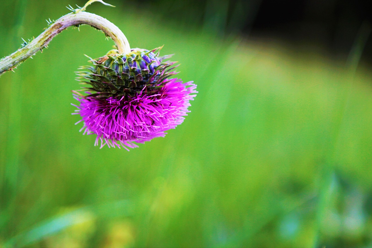Fleur Épine Rose Le - Photo gratuite sur Pixabay - Pixabay
