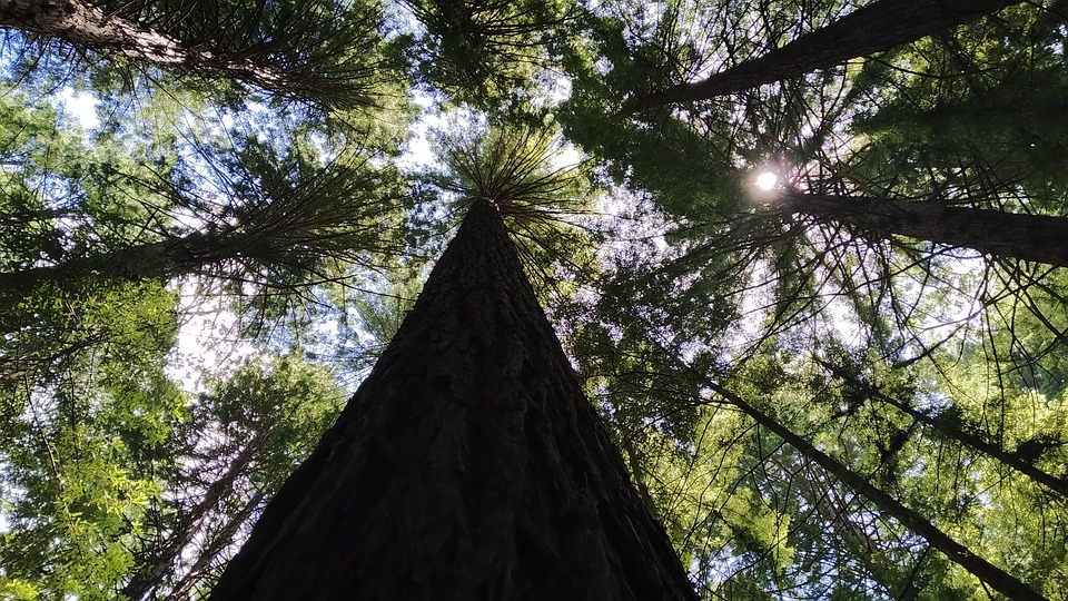 New Zealand Rotorua Pine Tree - Free photo on Pixabay - Pixabay