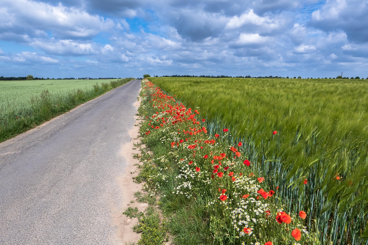 Plus de 400 000 images de Bandes Fleuries et de Nature - Pixabay