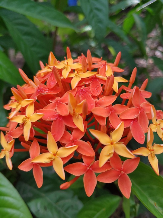Ixora Flower Kerala - Free photo on Pixabay