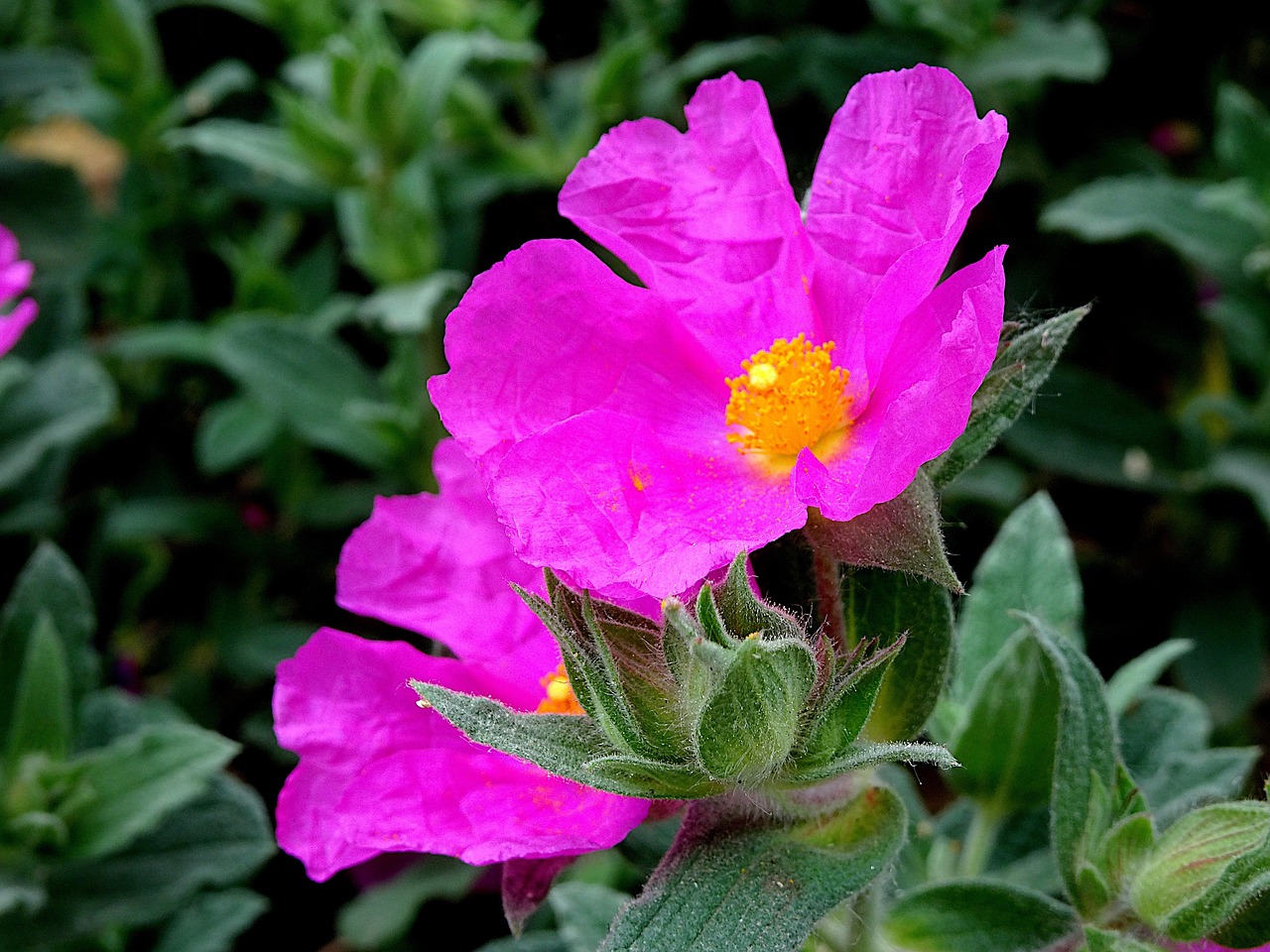 Bunga Tanaman Gelap Dalam Warna - Foto gratis di Pixabay - Pixabay