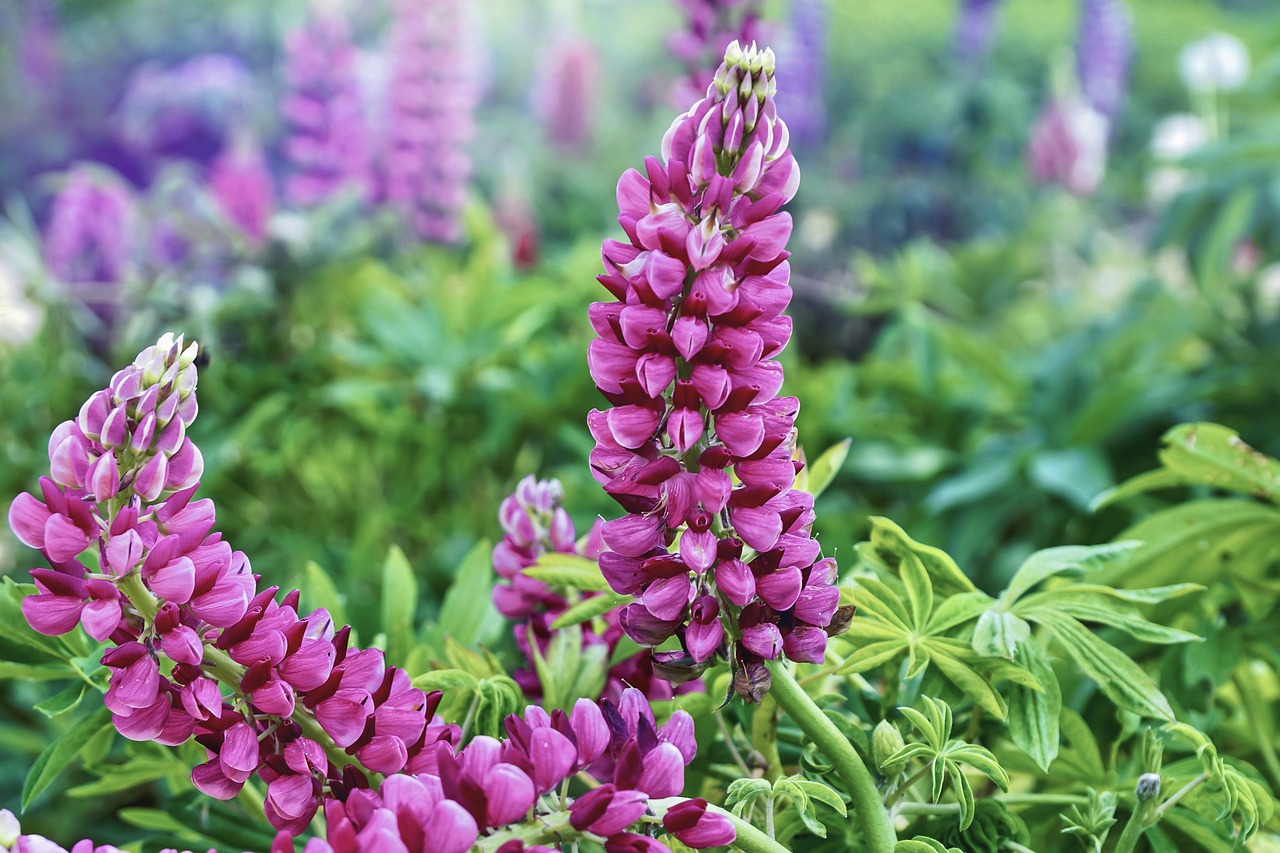 Lupins Fleurs Jardin - Photo gratuite sur Pixabay - Pixabay
