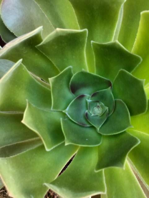 Green Succulent Cactus - Free photo on Pixabay - Pixabay