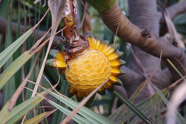 Pandanus Common Screwpine Fruit - Free photo on Pixabay - Pixabay