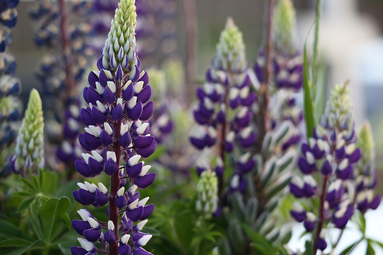 70+ Free Lupinus & Lupine Photos - Pixabay