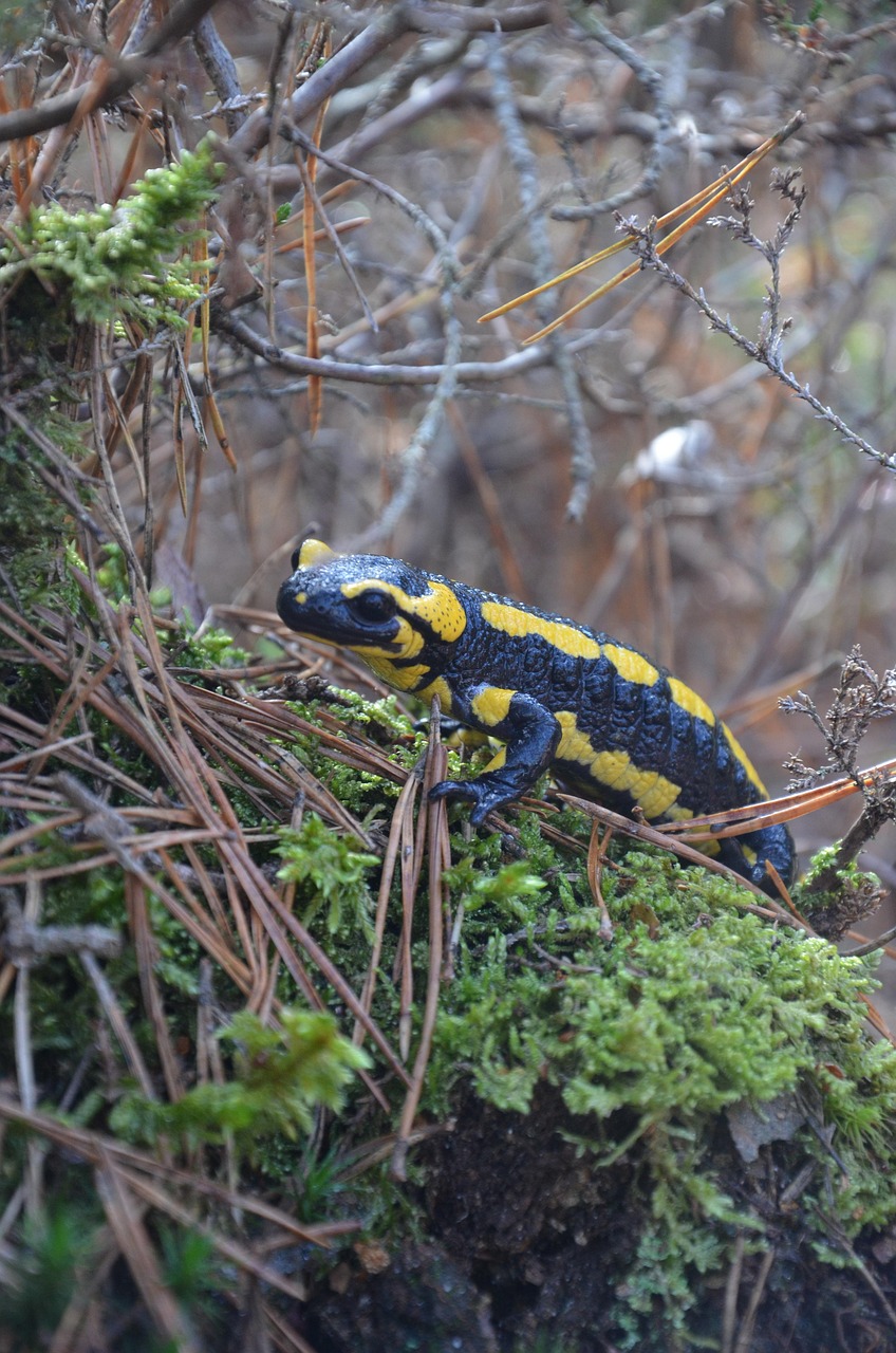 Salamander Feuersalamander Molch - Kostenloses Foto auf Pixabay - Pixabay