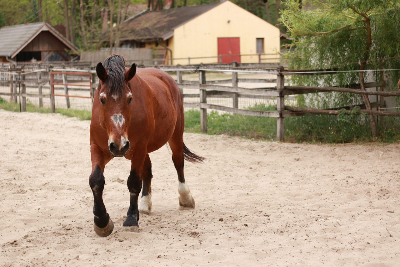 Cheval Sur Le Terrain Animal - Photo gratuite sur Pixabay - Pixabay