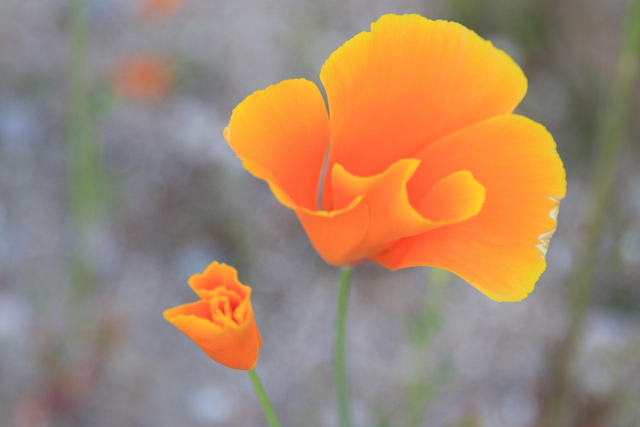 Eschscholzia Californica Orange - Free photo on Pixabay