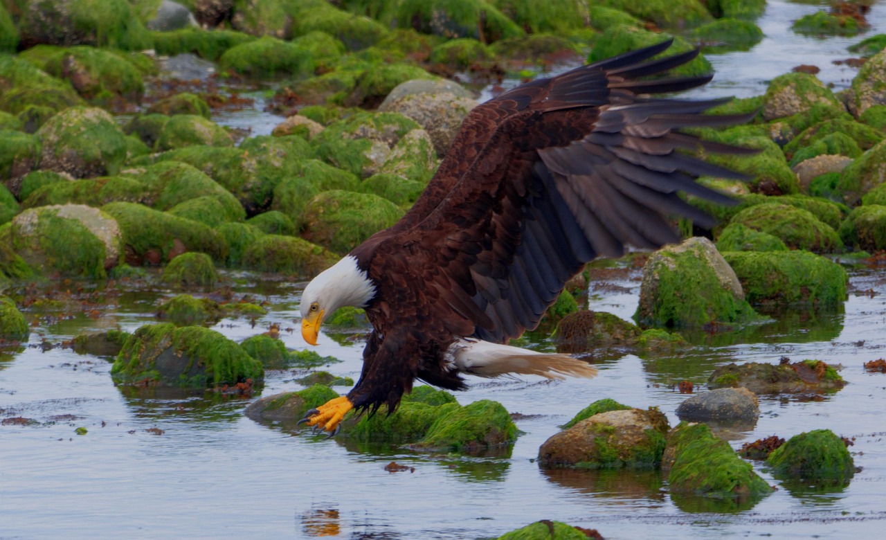 Bald Eagle Canada - Free photo on Pixabay