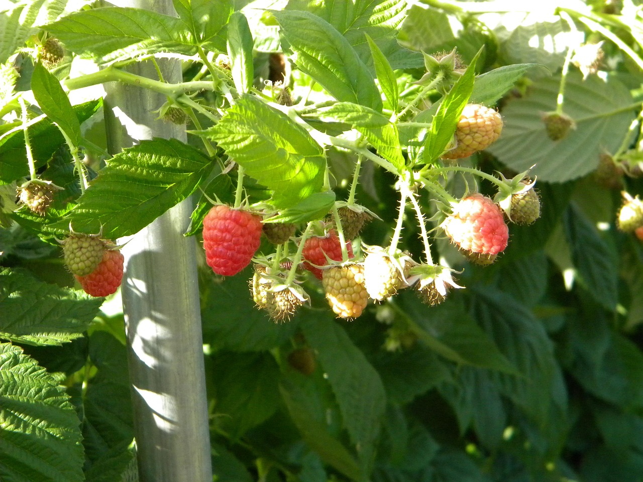 Strawberries Fruits Red - Free photo on Pixabay - Pixabay