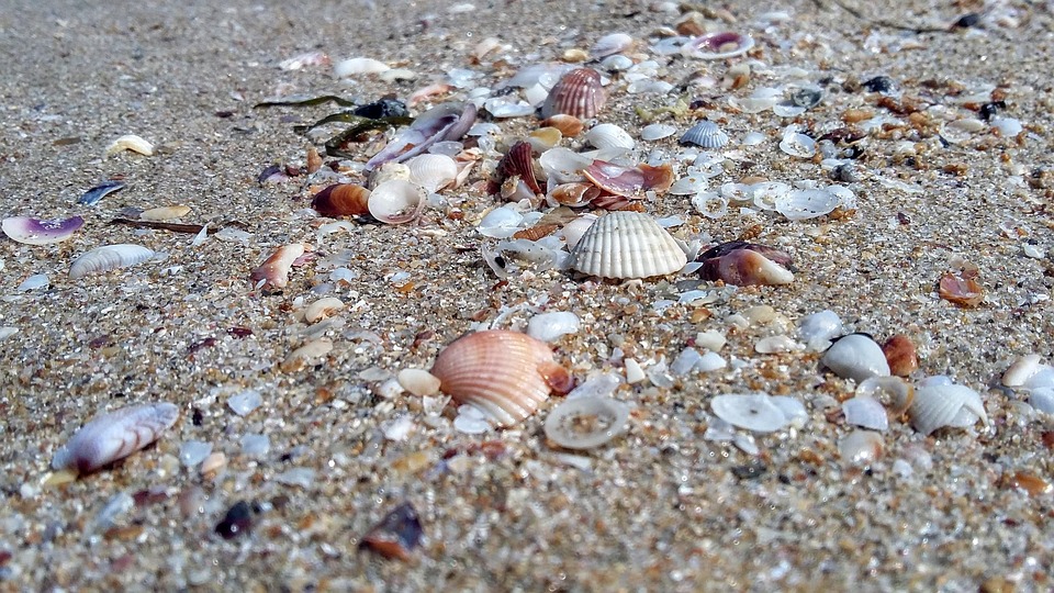 Sand Strand Skjell - Gratis foto på Pixabay - Pixabay