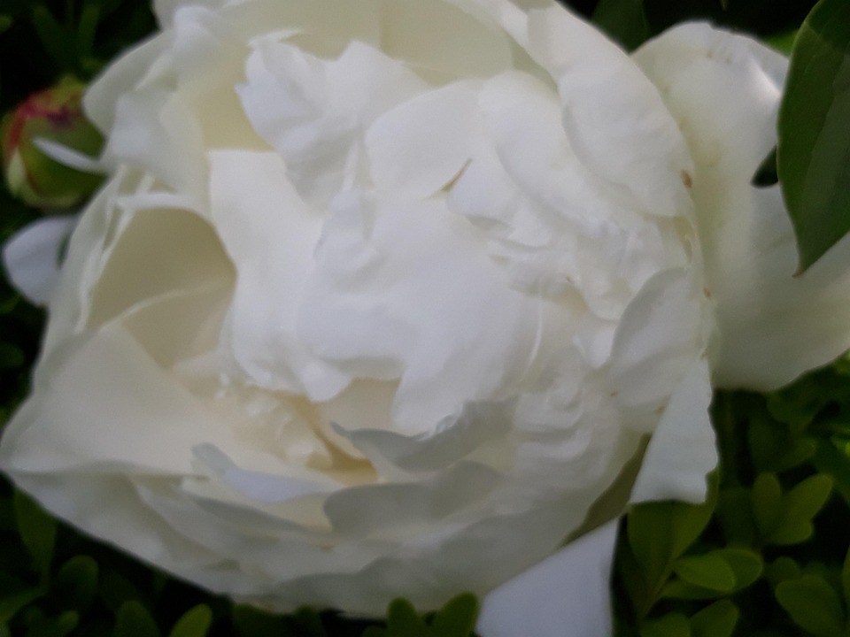 Roses Blanc Très - Photo gratuite sur Pixabay - Pixabay