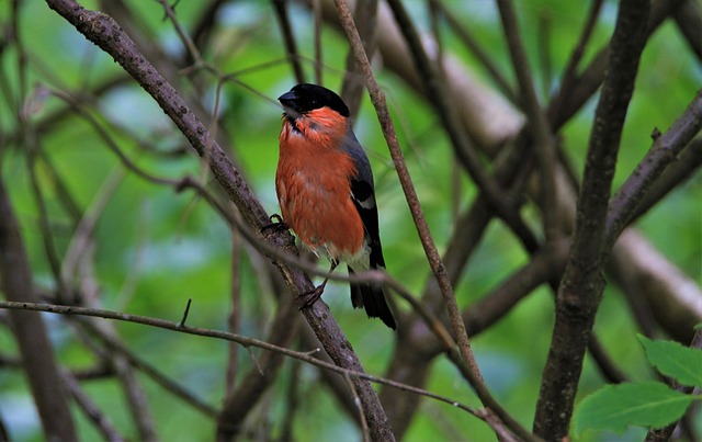 Bullfinch Red Masculine - Free photo on Pixabay - Pixabay