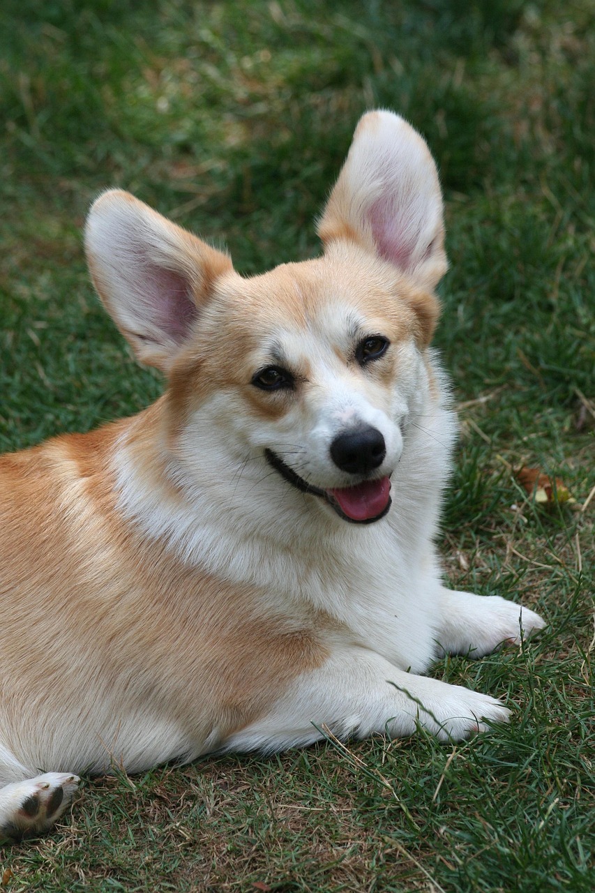 Dog Pembroke Welsh Corgi - Free photo on Pixabay - Pixabay