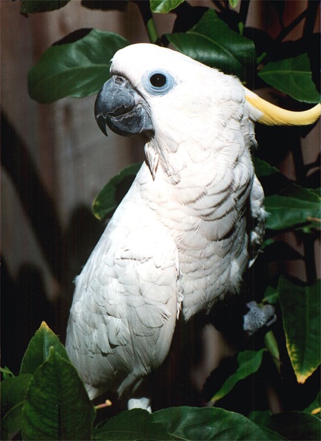 Page 4 - 300+ Free Cockatoo & Bird Photos - Pixabay