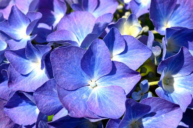 Azul Hortensia Flor - Foto gratis en Pixabay - Pixabay