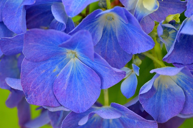 Azul Hortensia Flor - Foto gratis en Pixabay - Pixabay