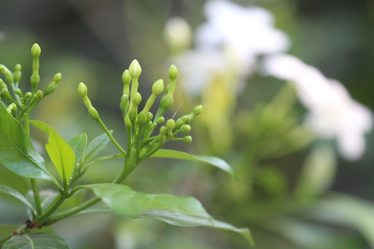 Jasmine Best Smell - Free photo on Pixabay