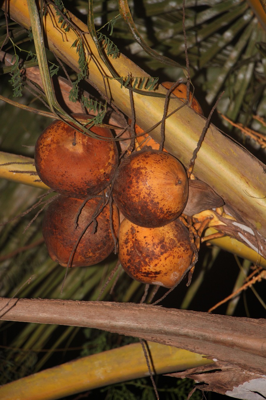 Concurso De Coco Natural Natureza - Foto gratuita no Pixabay - Pixabay