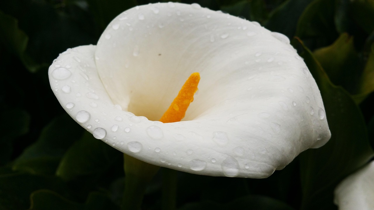 Fleur Blanc La Nature - Photo gratuite sur Pixabay - Pixabay