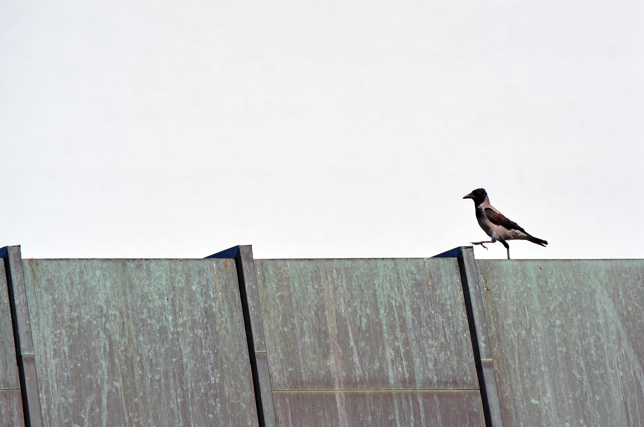 Crow Bird Raven - Free photo on Pixabay - Pixabay