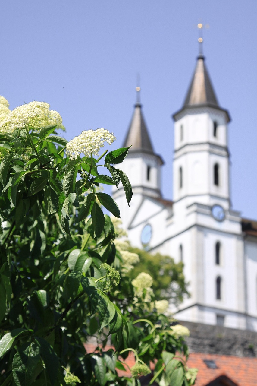 Church Plant Flower - Free photo on Pixabay - Pixabay