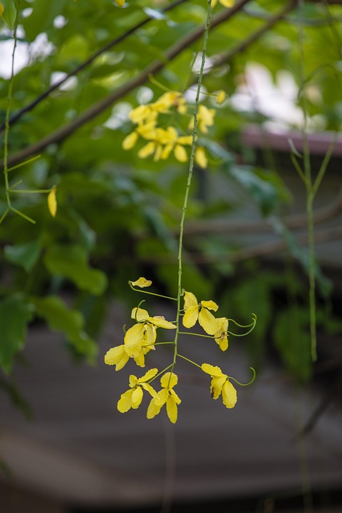 Dok Khoun Cassia Fistula Flower - Free photo on Pixabay - Pixabay