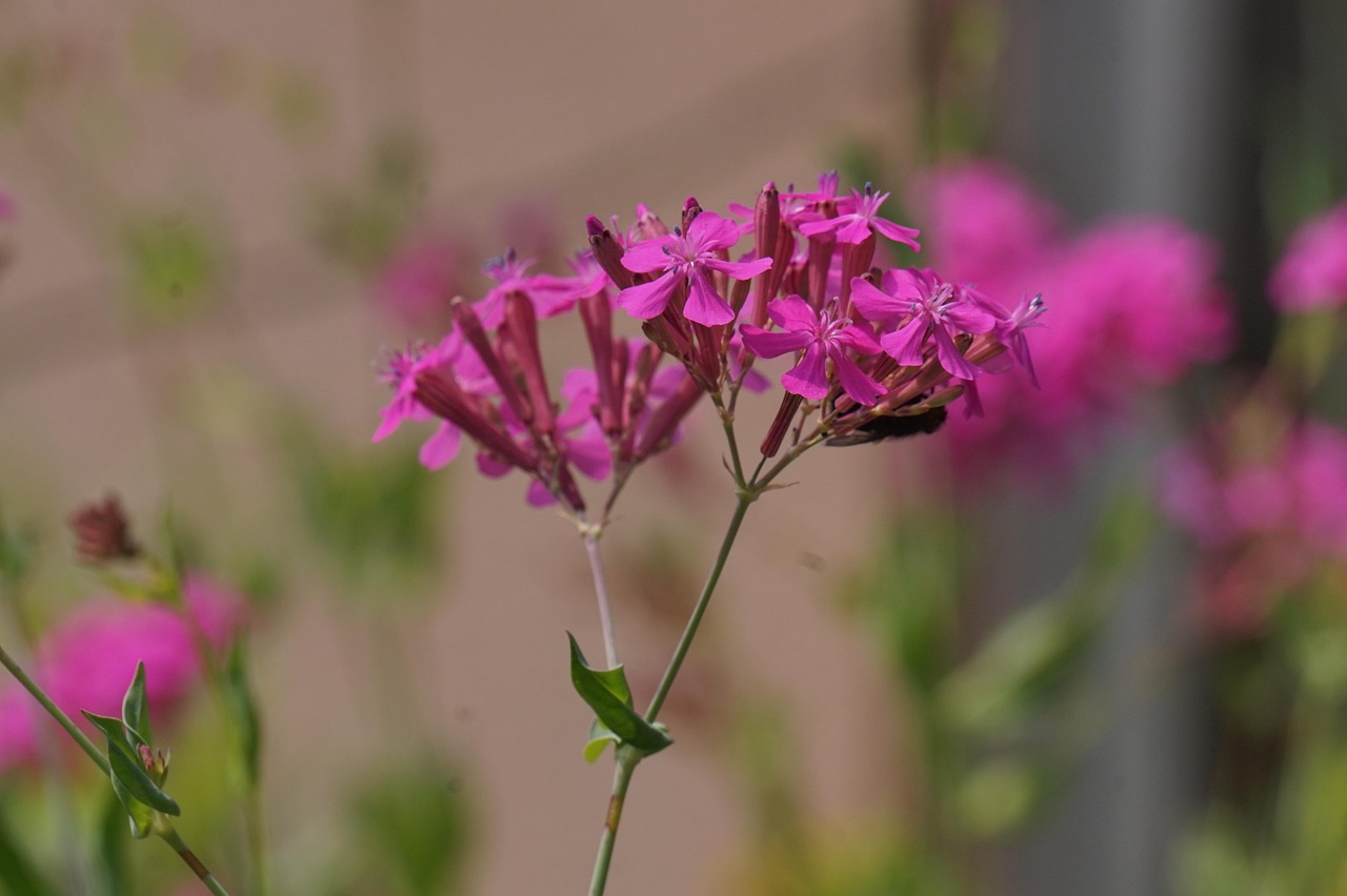 Sticky Or Animals Pink Flower - Free photo on Pixabay - Pixabay