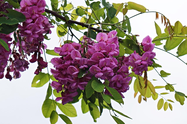 Flowers Like Acacia Pink Flower - Free photo on Pixabay - Pixabay
