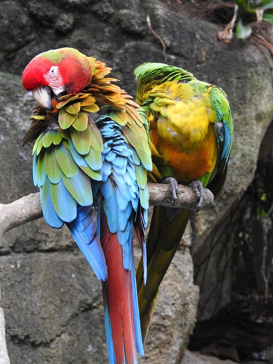 Military Macaw Bird Animals - Free photo on Pixabay - Pixabay