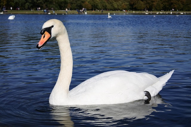 100 + 무료 Swan Tlffndpt & 자연 이미지 - Pixabay
